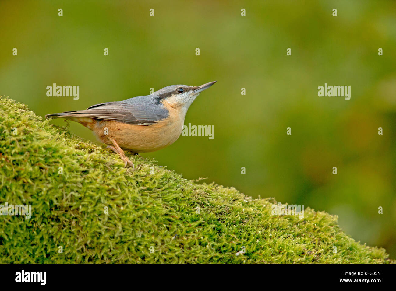 Nuthatch autumn colours hi-res stock photography and images - Alamy