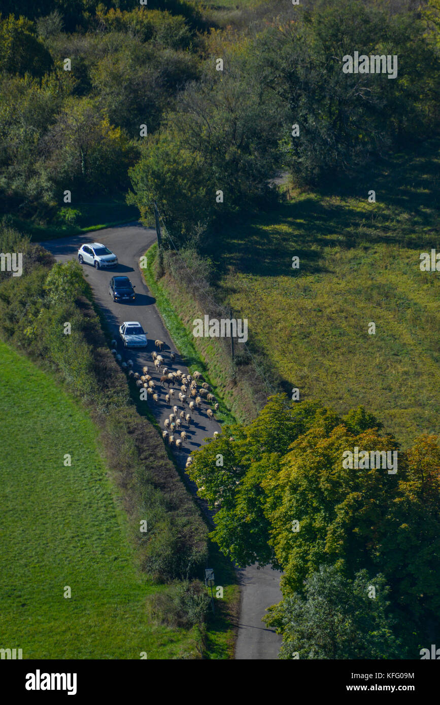 Droving hi-res stock photography and images - Alamy