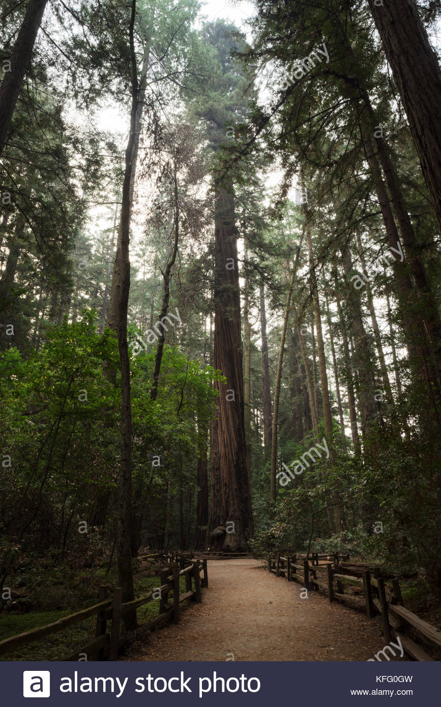 Henry Cowell High Resolution Stock Photography and Images - Alamy