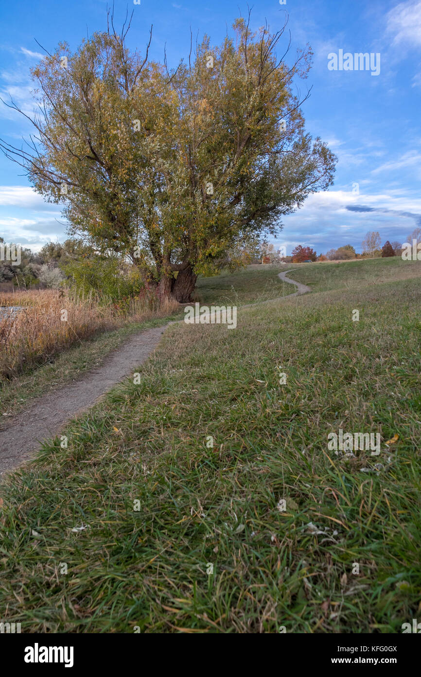 A walking path along a small pond with a large tree in the background ...