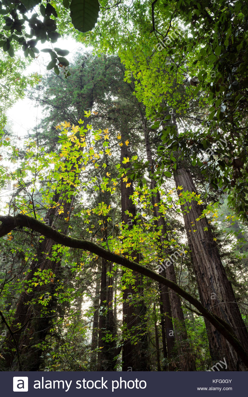 Big Leaf Maple Trees High Resolution Stock Photography and Images - Alamy
