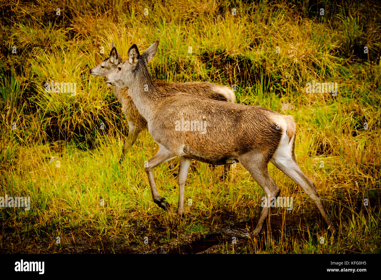 Red deer hinds in Glen Etive Highlands of Scotland in late autumn Stock ...
