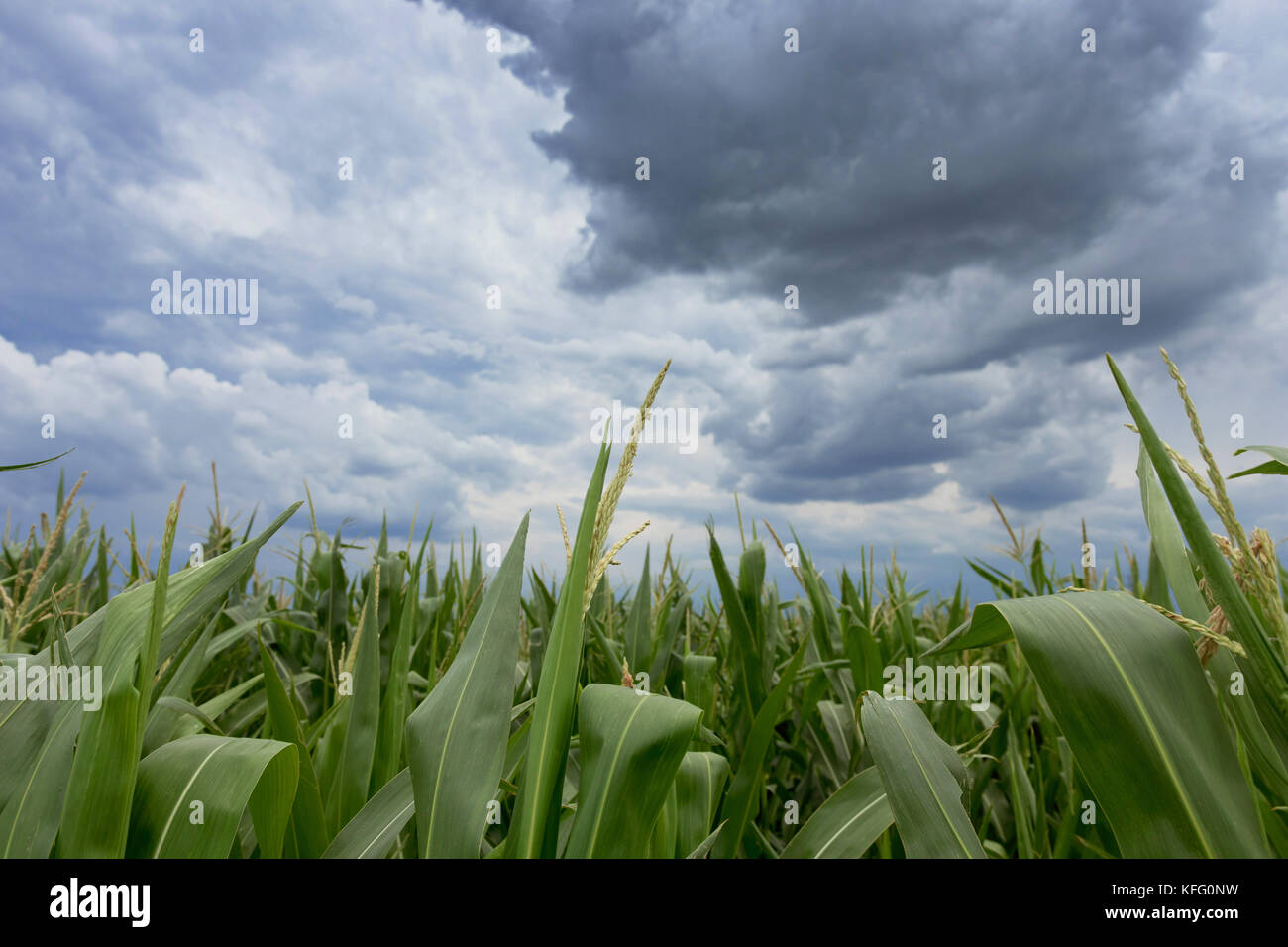 Storm clouds over corn fields Stock Photo - Alamy