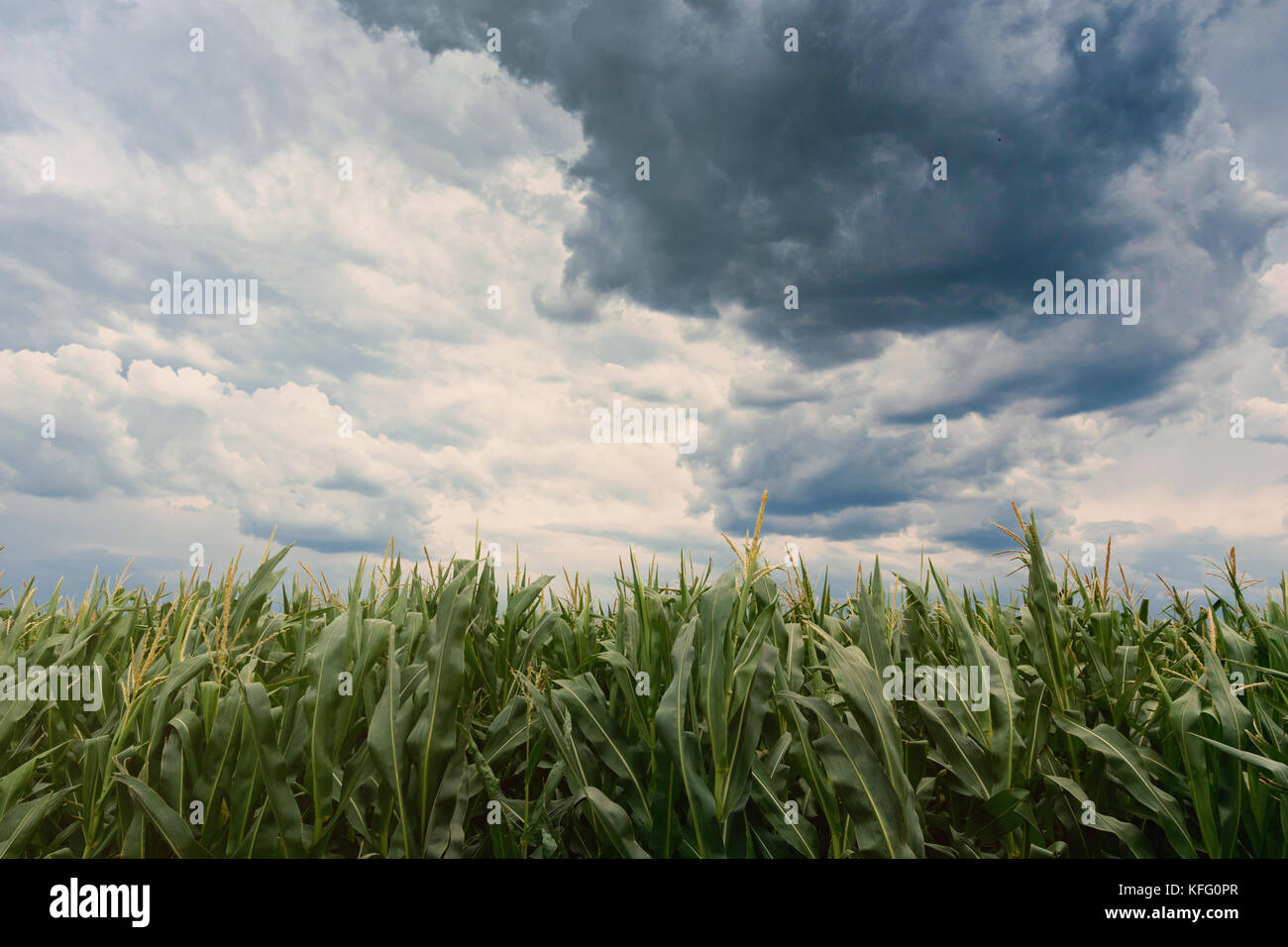 Storm clouds over corn fields Stock Photo - Alamy
