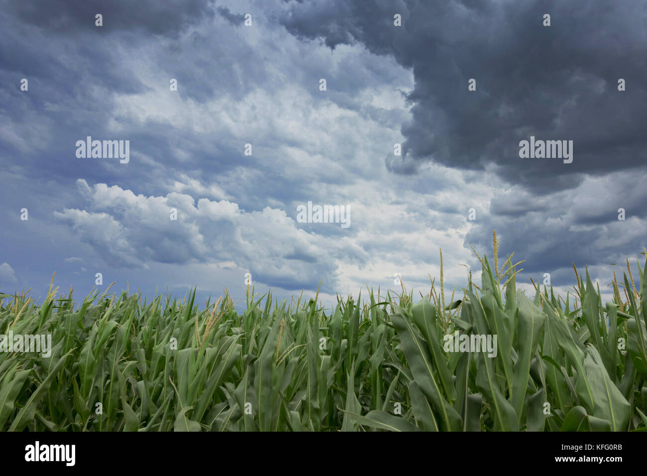 Storm clouds over corn fields Stock Photo - Alamy