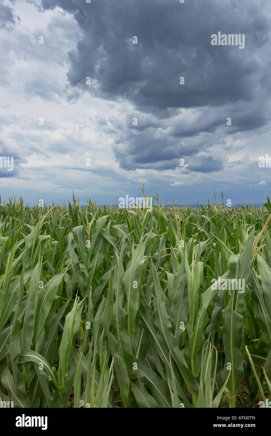 Storm clouds over corn fields Stock Photo - Alamy