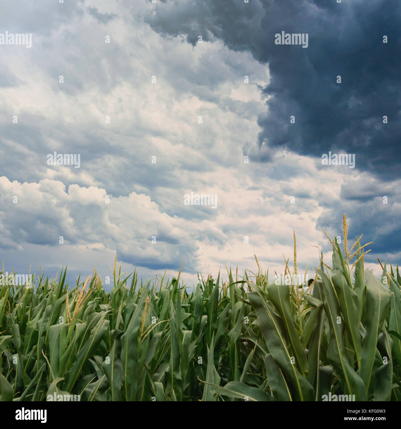 Storm clouds over corn fields Stock Photo - Alamy