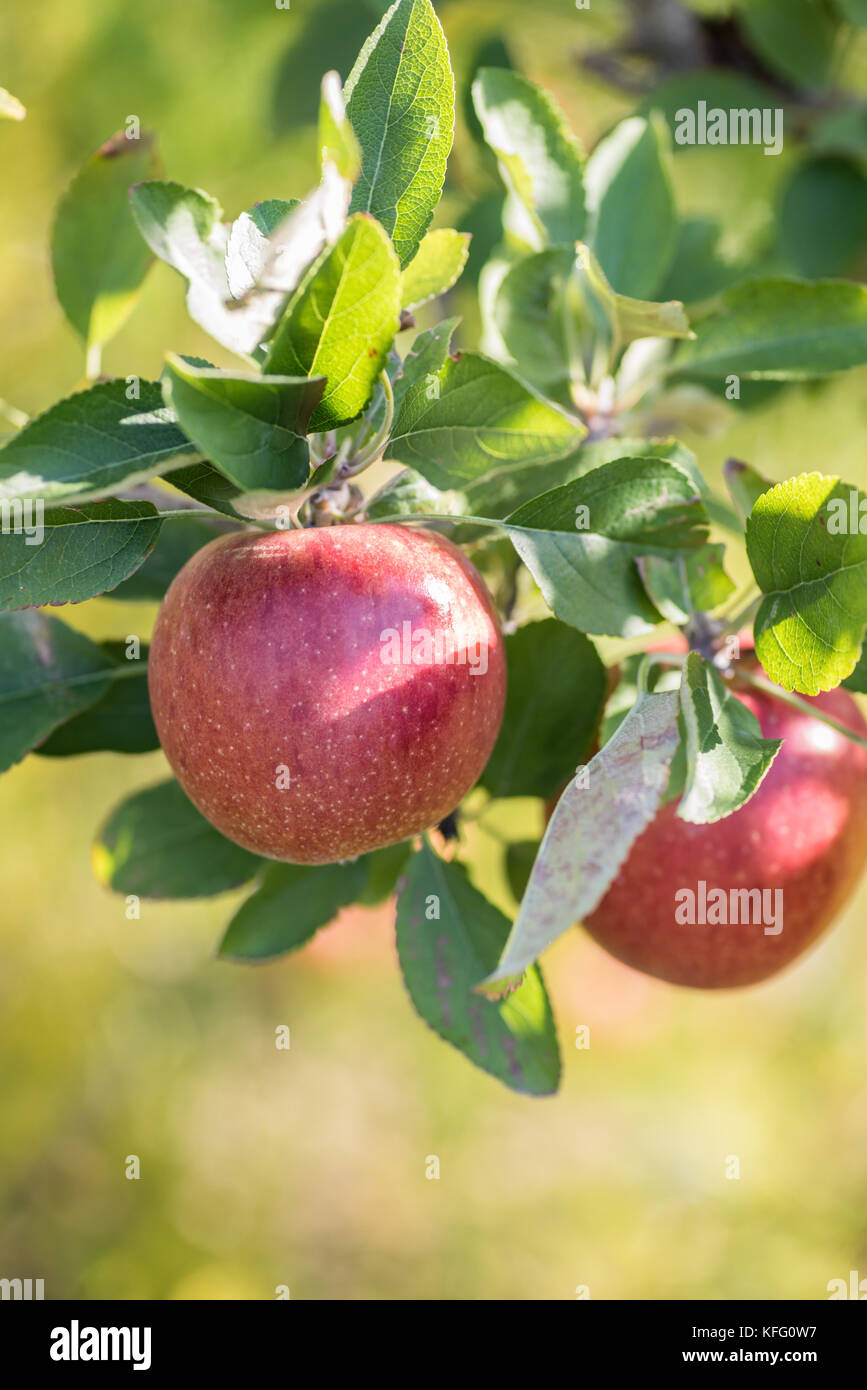 Bad apples red hi-res stock photography and images - Alamy