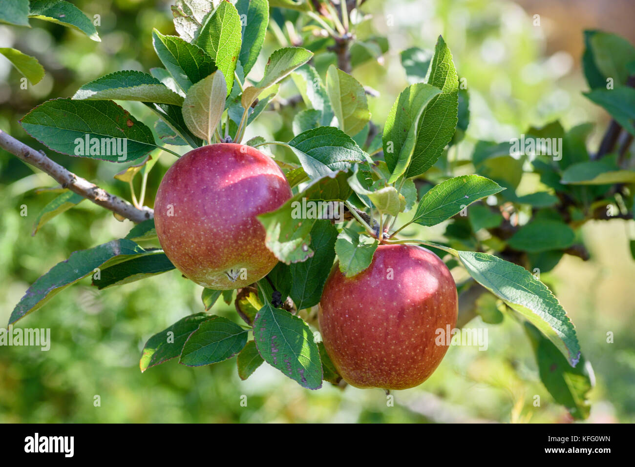 ripe red apples on the tree in fall ready to be picked Stock Photo - Alamy