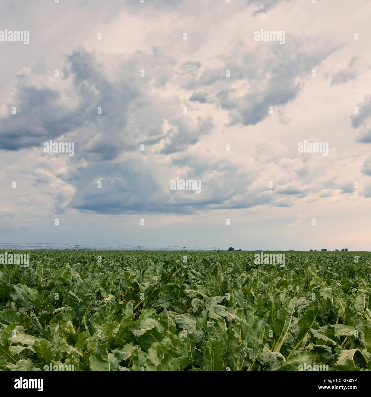 Sugar beet crops field, agricultural landscape Stock Photo - Alamy