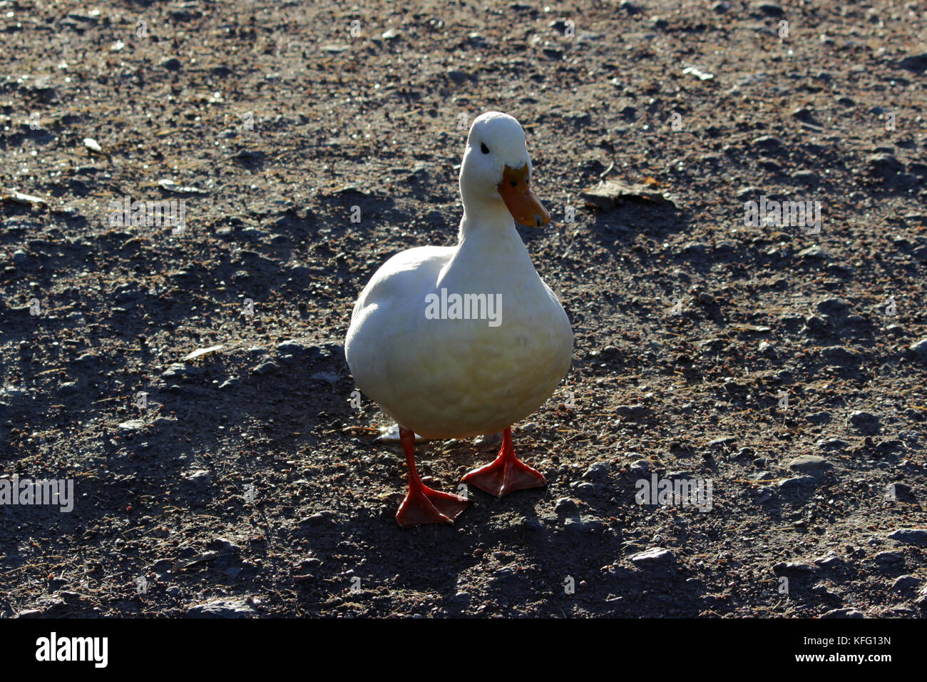 White duck drake as variability within the species Anas platyrhynchos ...
