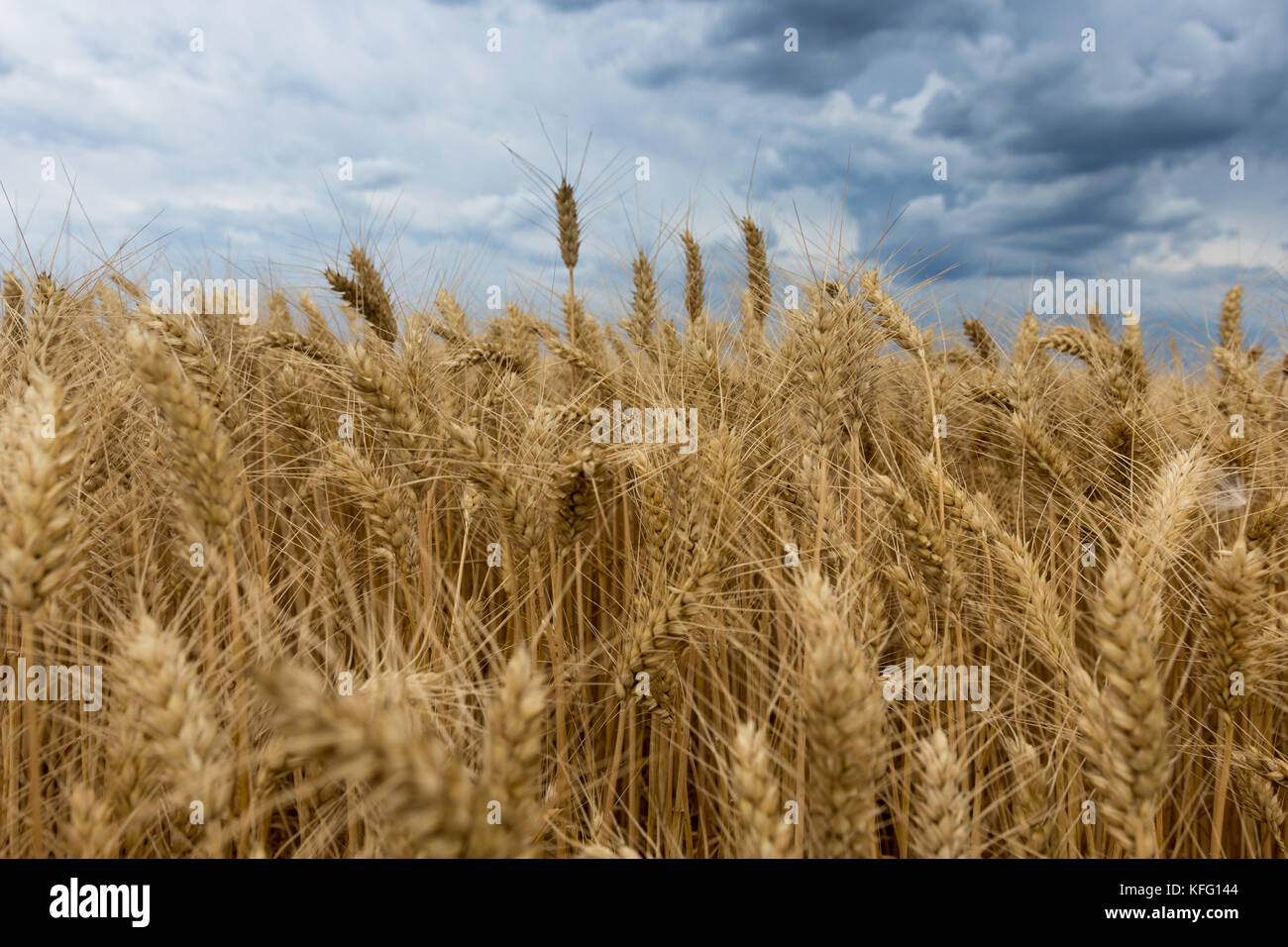 Storm clouds over wheat field Stock Photo - Alamy