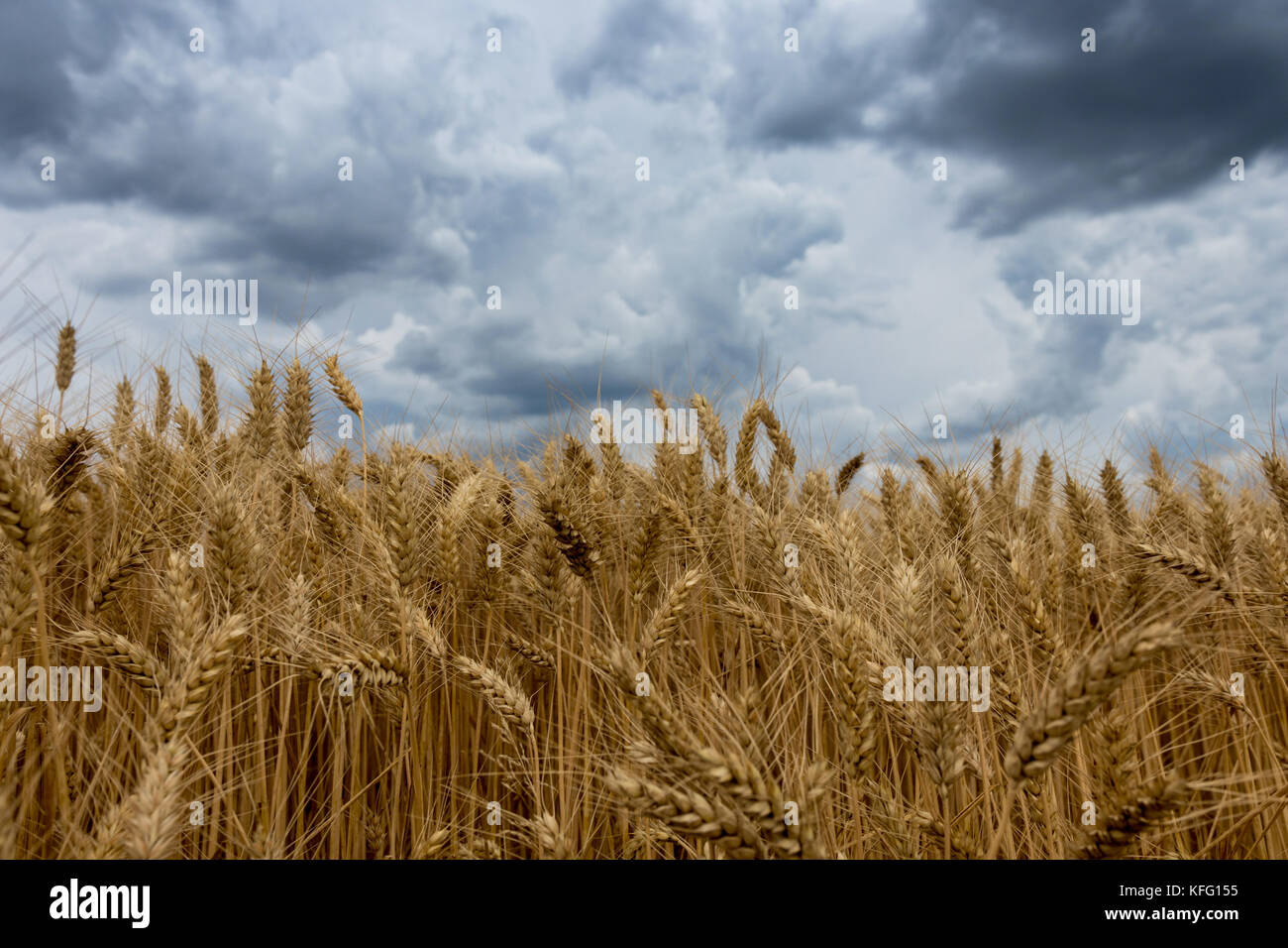 Storm clouds over wheat field Stock Photo - Alamy