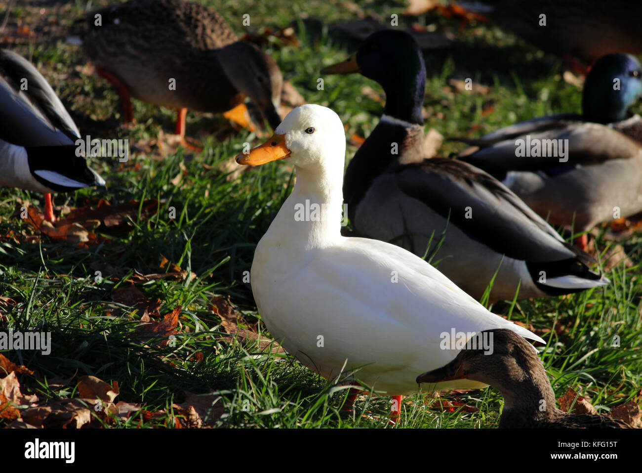 Albino mallard duck anas platyrhynchos hi-res stock photography and ...
