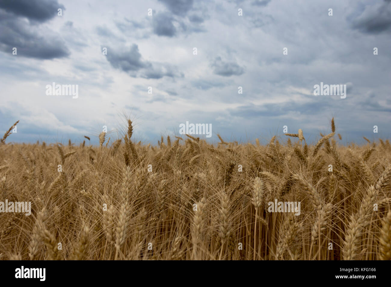 Storm clouds over wheat field Stock Photo - Alamy