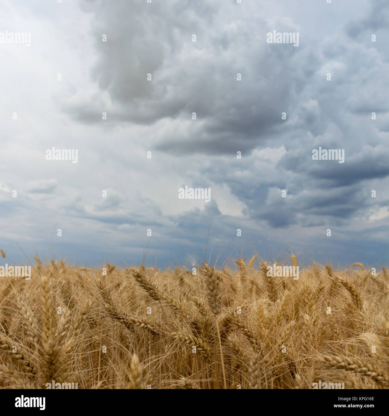 Storm clouds over wheat field Stock Photo - Alamy