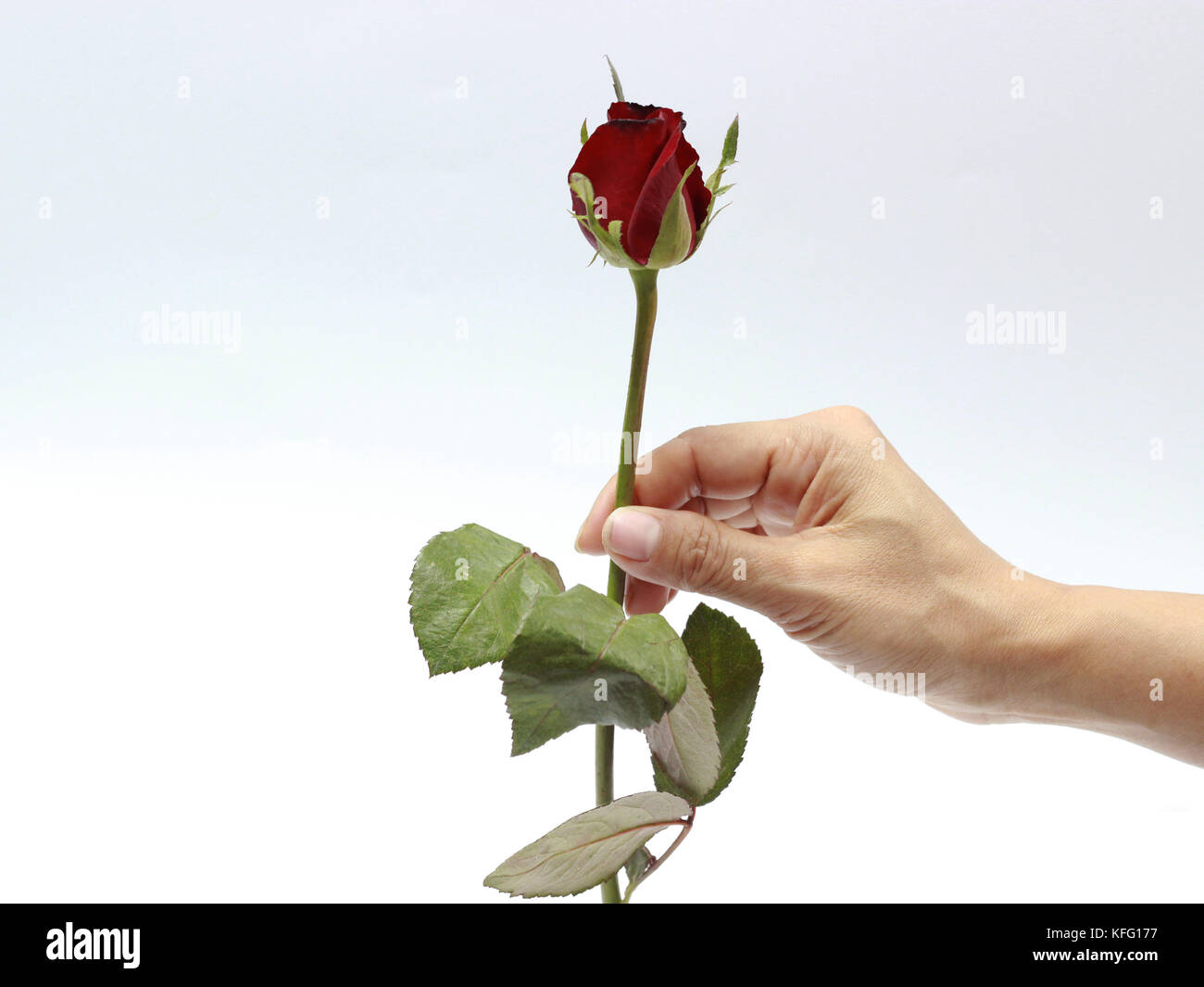 Handle beautiful red rose Stock Photo - Alamy
