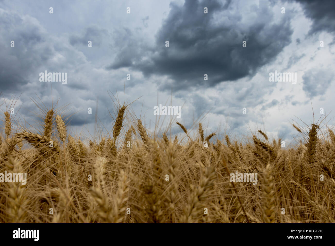 Storm clouds over wheat field Stock Photo - Alamy