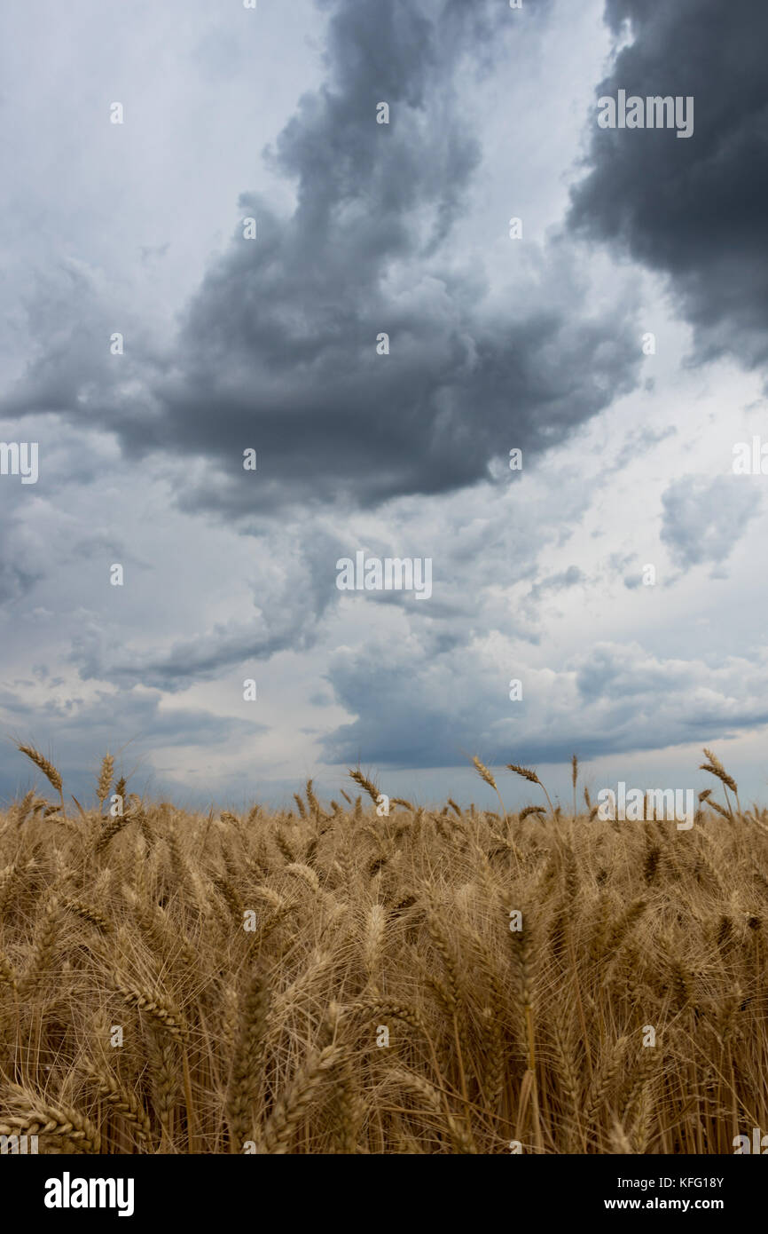 Storm clouds over wheat field Stock Photo - Alamy