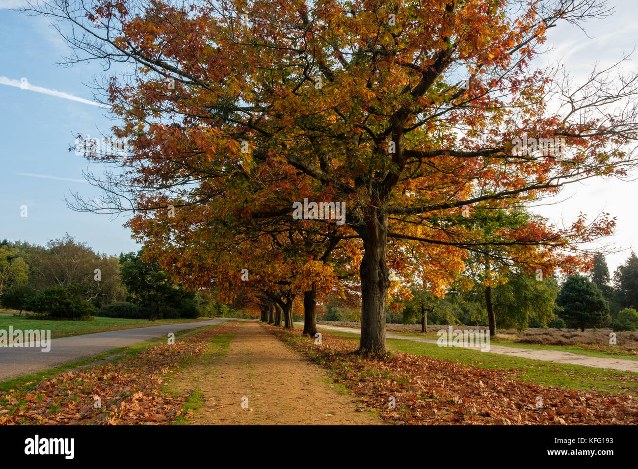 Line oak trees in hi-res stock photography and images - Alamy