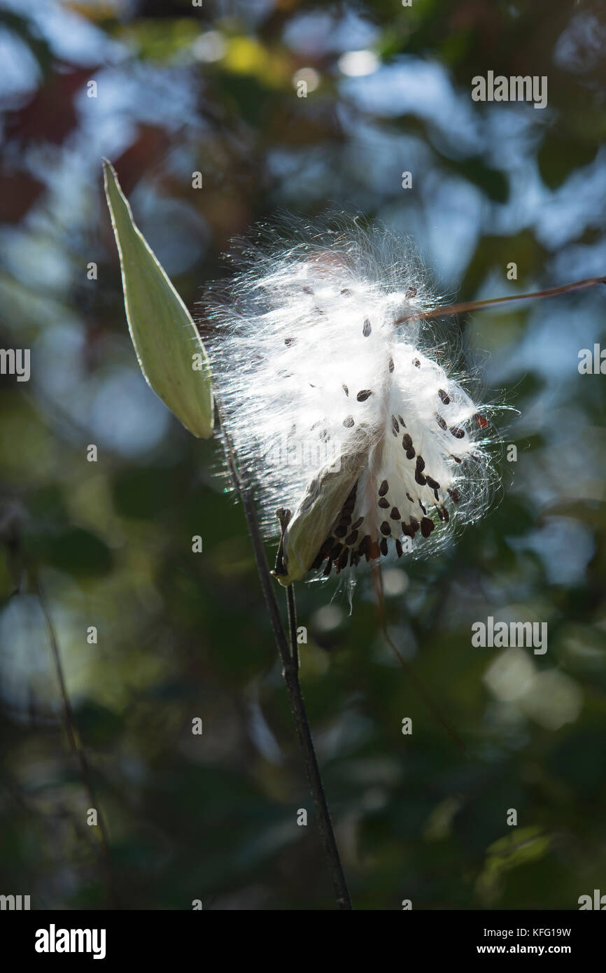 Milkweed pod hi-res stock photography and images - Alamy