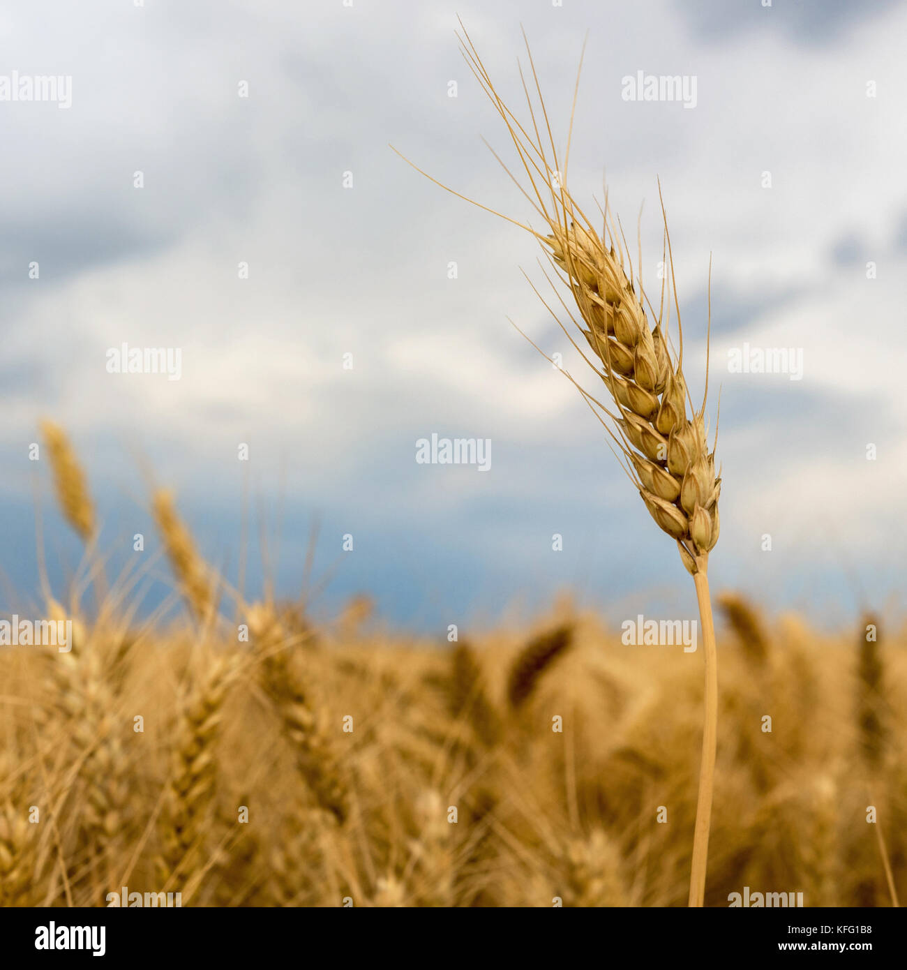 Storm clouds over wheat field Stock Photo - Alamy