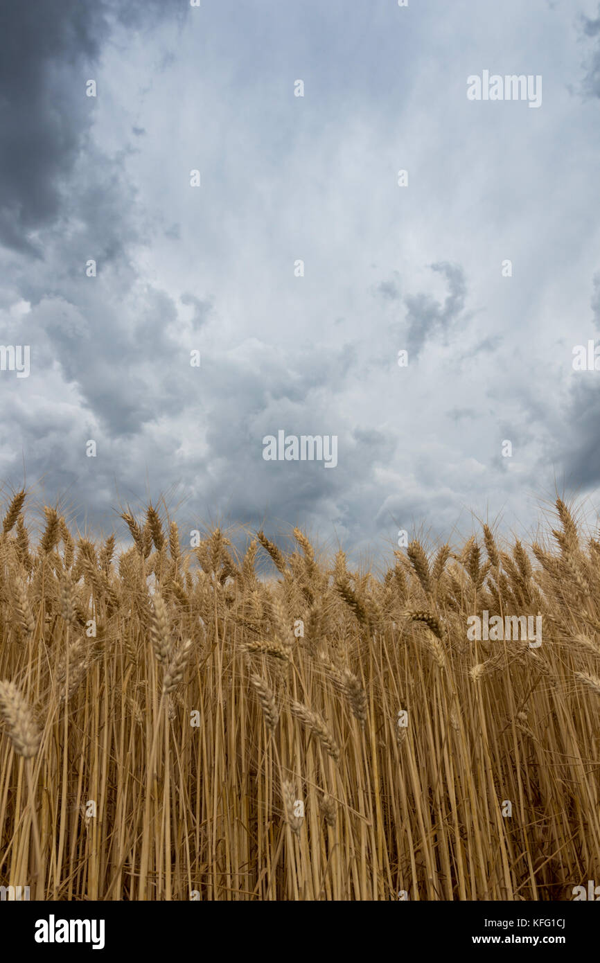 Storm clouds over wheat field Stock Photo - Alamy