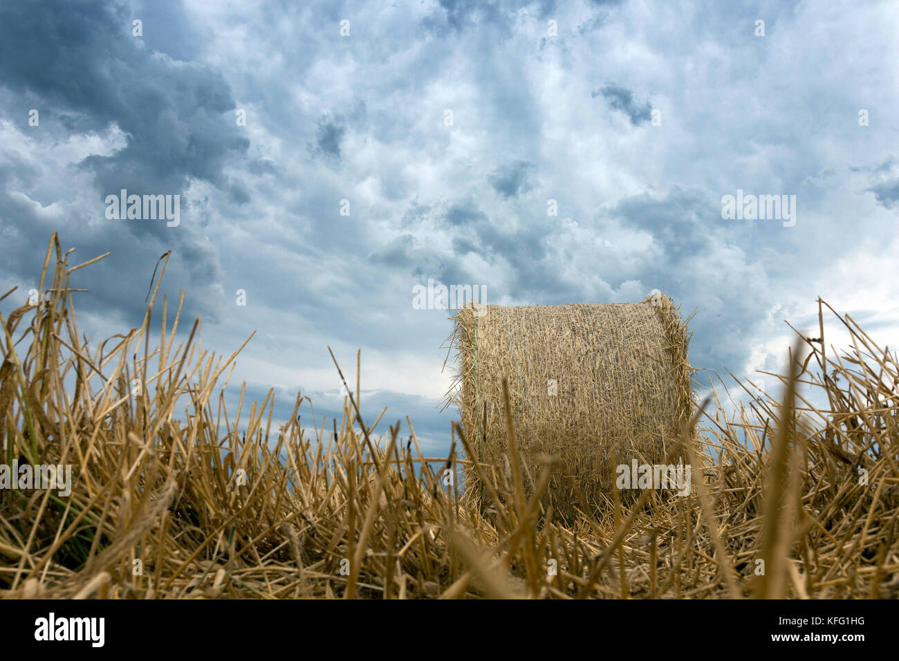 Dry straw filed hi-res stock photography and images - Alamy