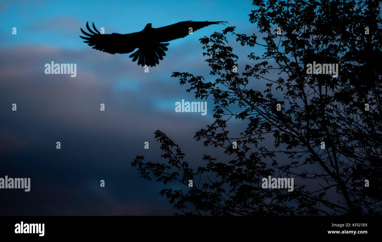 Silhouette of bird landing Stock Photo - Alamy
