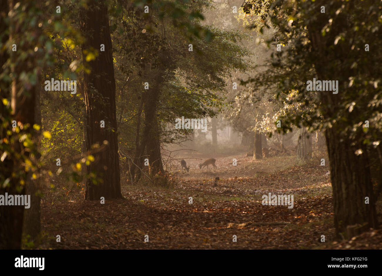 Animal in the fog Stock Photo - Alamy