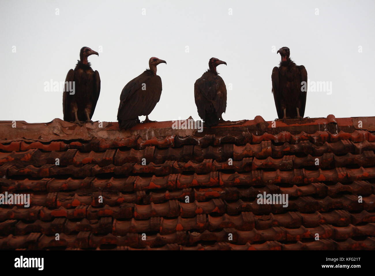 Vultures waiting for their prey on the rooftop of a house in Bissau ...