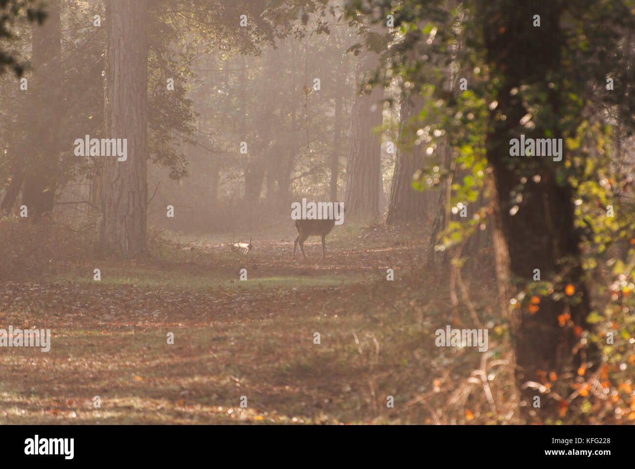Animal in the fog Stock Photo - Alamy