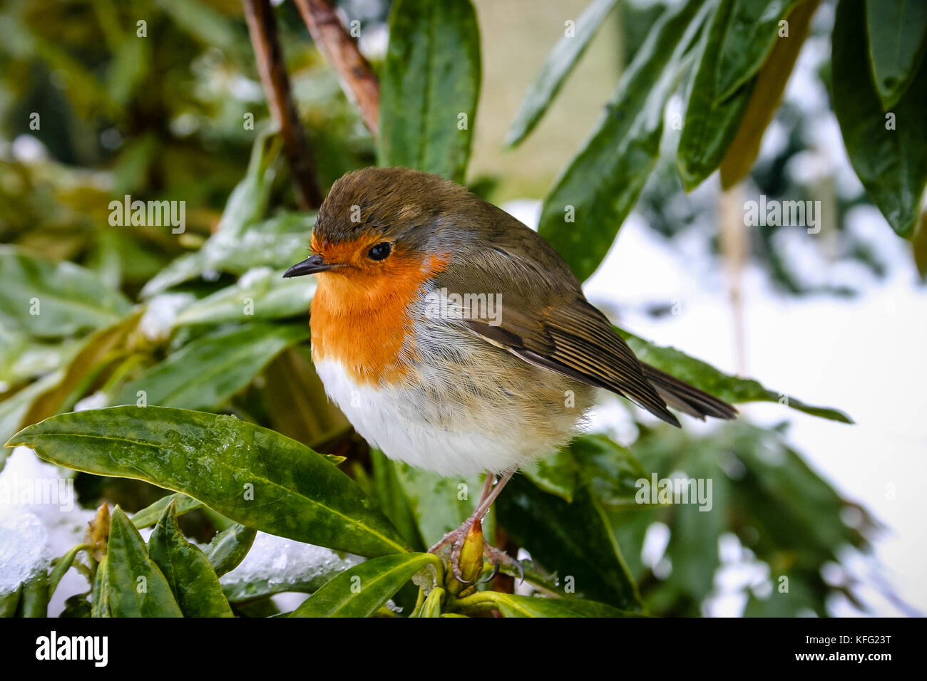 Christmassy Robin redbreast with snowy background Stock Photo - Alamy