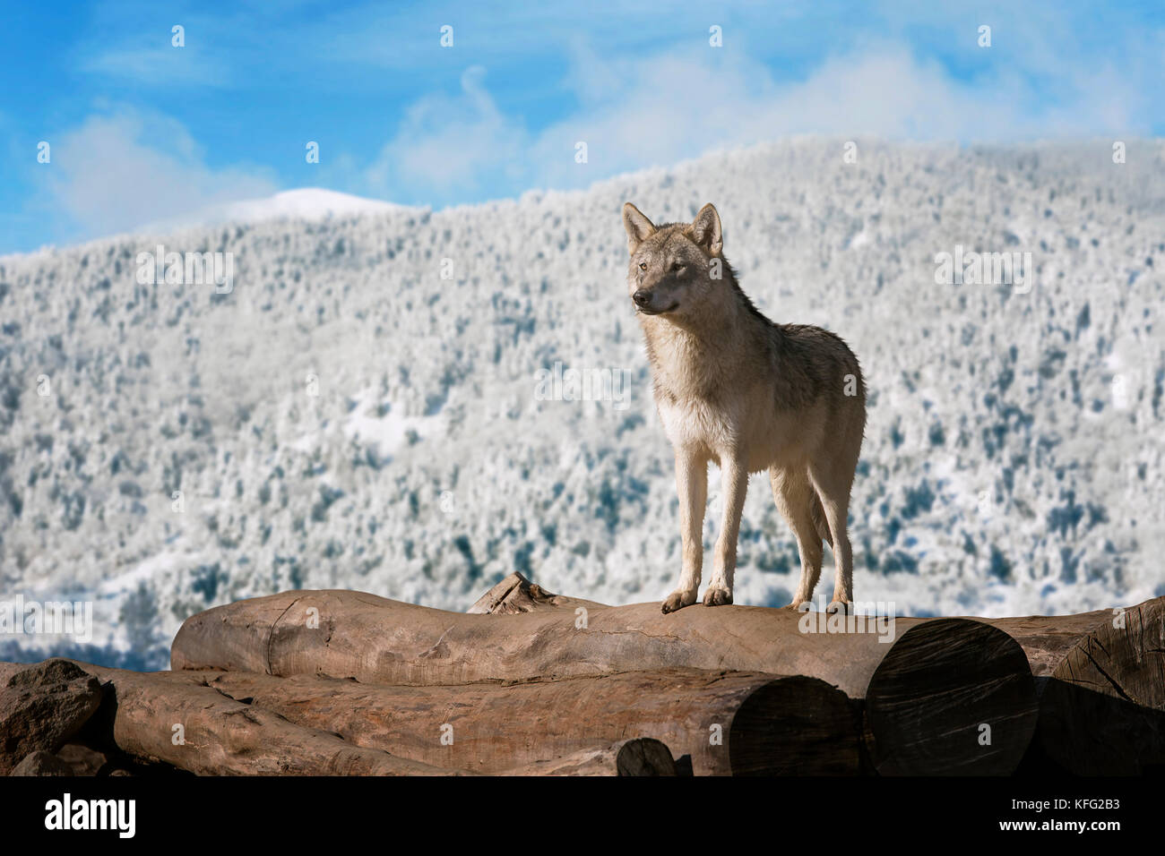 Wolf on the woods with a snowy mountain background Stock Photo - Alamy