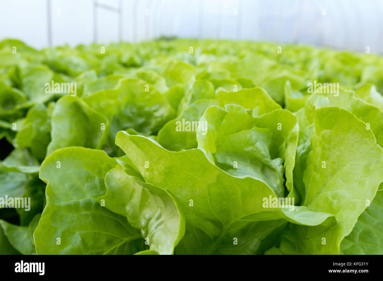 Lettuce farm. Green lettuce plants in growth at field Stock Photo - Alamy