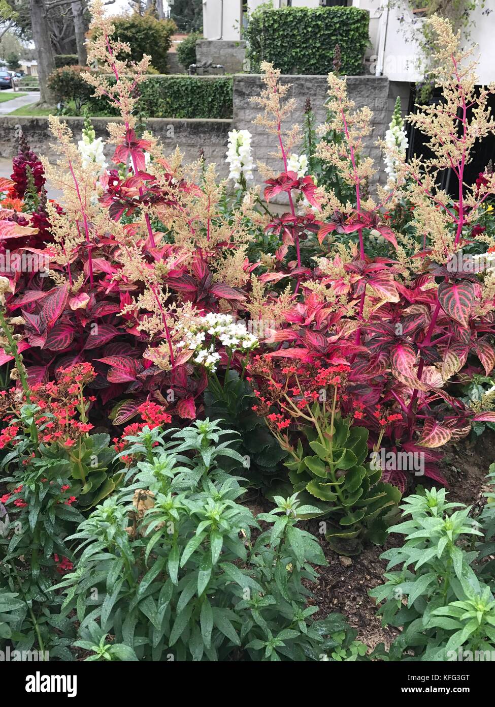 Autumn/fall colors in a garden Stock Photo - Alamy