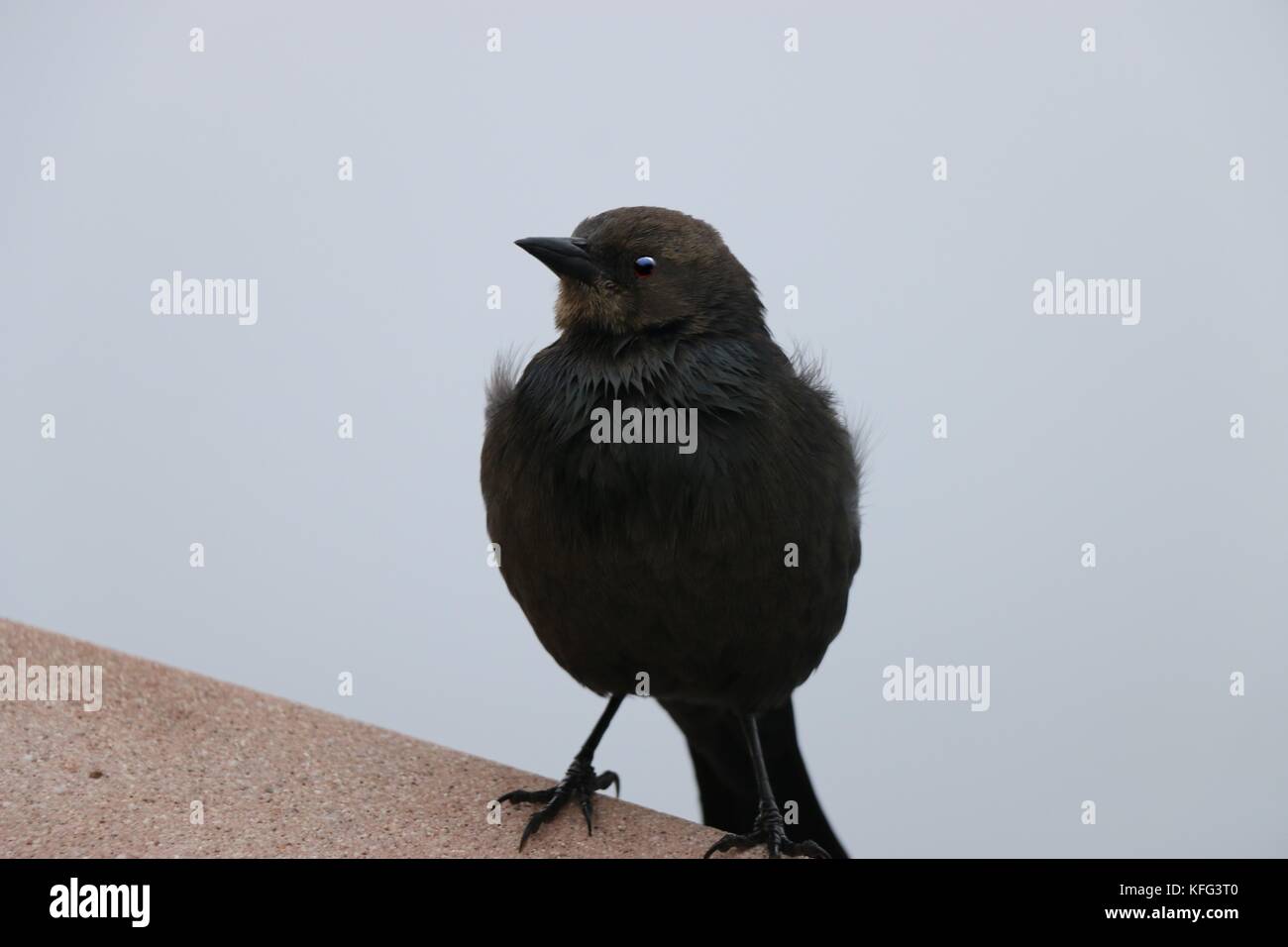Blackbird with ruffled feathers hi-res stock photography and images - Alamy