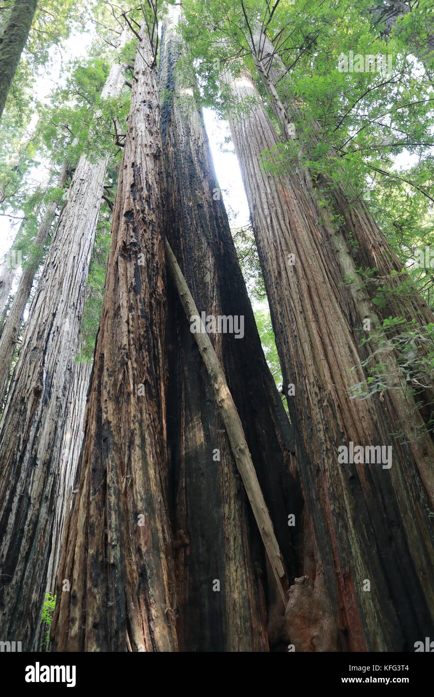Redwoods National Park, California, USA Stock Photo - Alamy