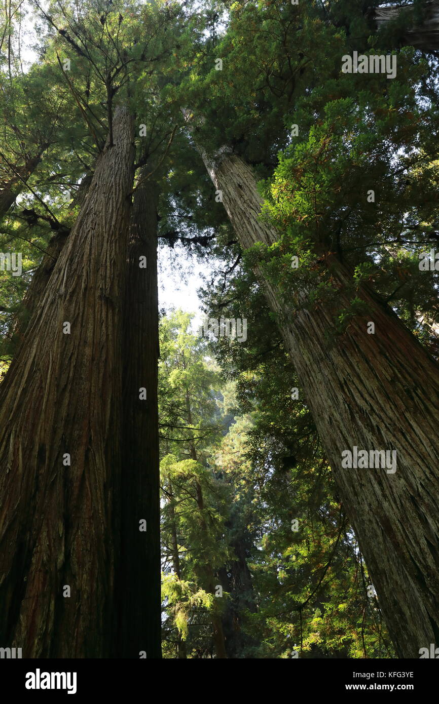 Redwoods National Park, California, USA Stock Photo - Alamy