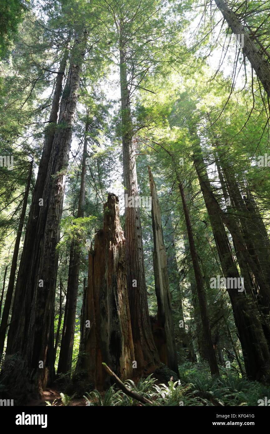 Redwoods National Park, California, USA Stock Photo - Alamy