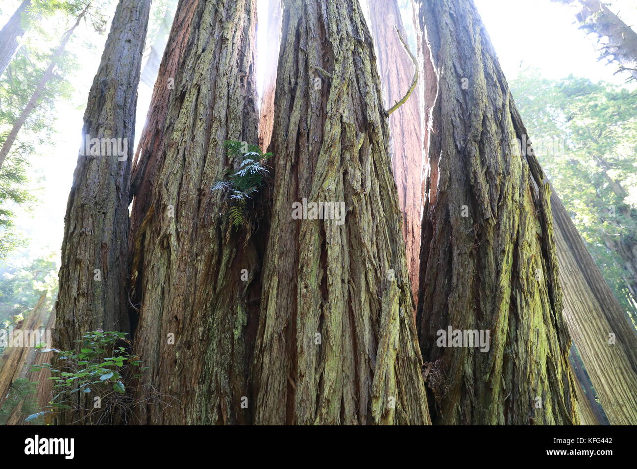 Redwoods National Park, California, USA Stock Photo - Alamy