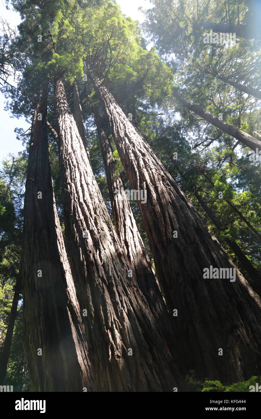 Redwoods National Park, California, USA Stock Photo - Alamy