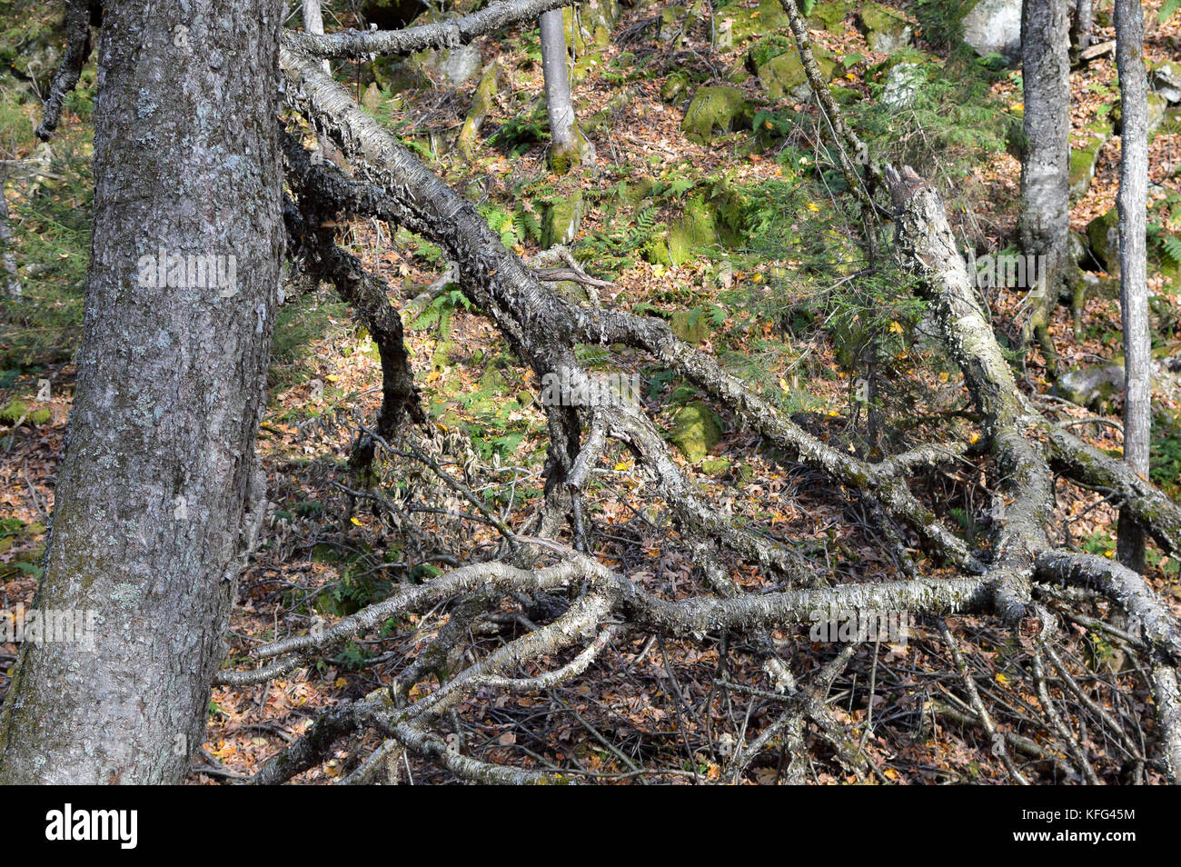 The curved tree in Mont Tremblant National Park in fall, Canada Stock ...