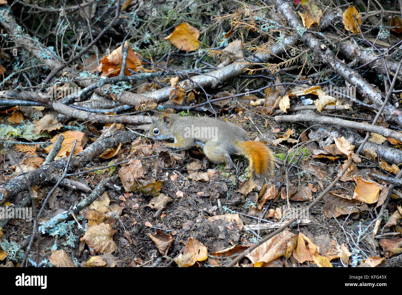Ginger squirrel hi-res stock photography and images - Alamy
