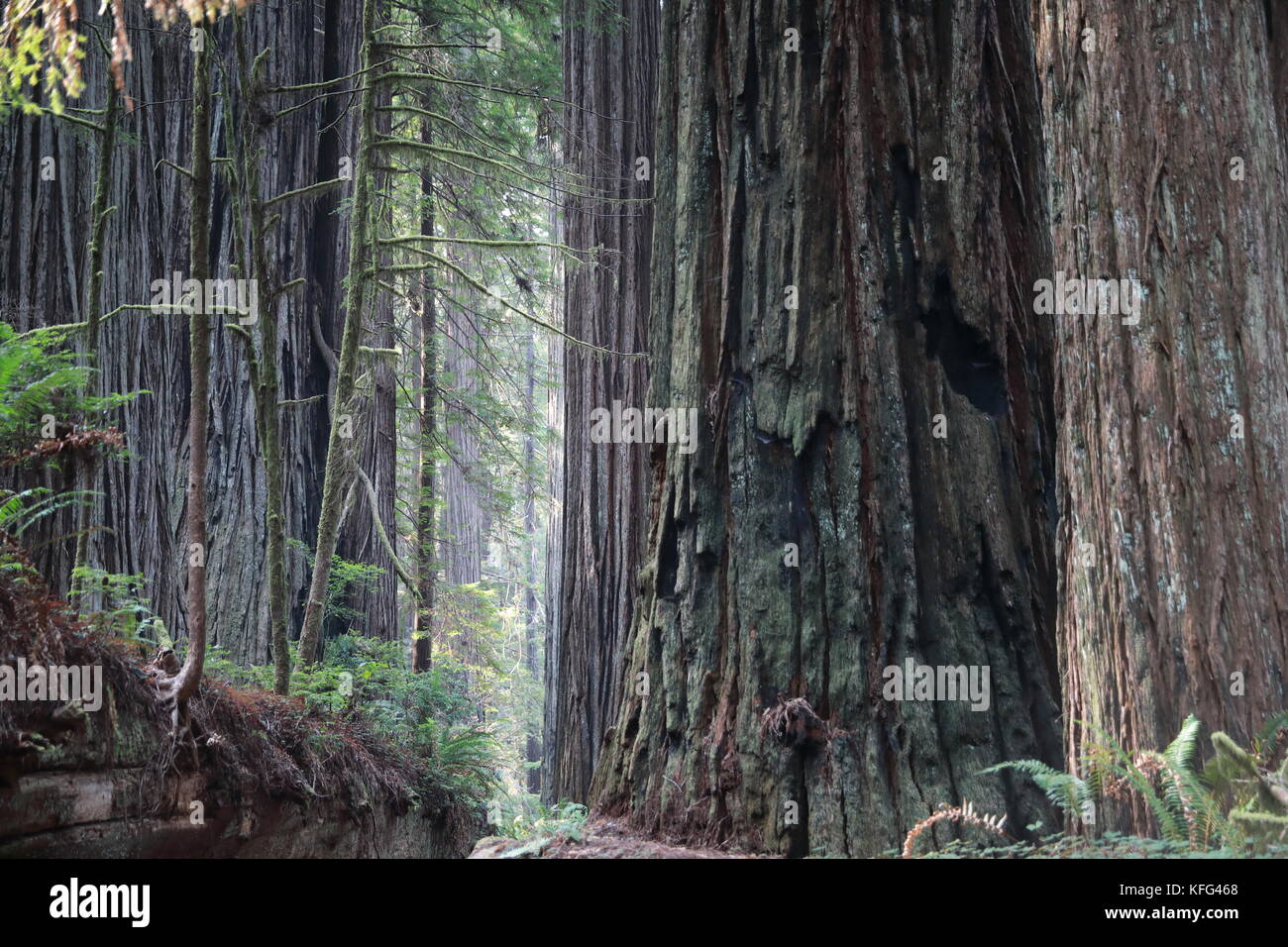 Redwoods National Park, California, USA Stock Photo - Alamy