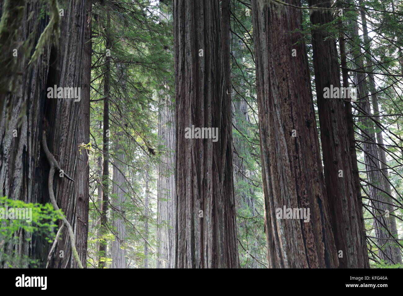 Redwoods National Park, California, USA Stock Photo - Alamy
