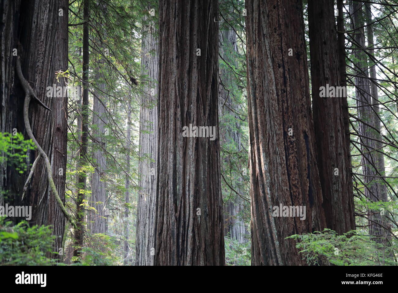Redwoods National Park, California, USA Stock Photo - Alamy