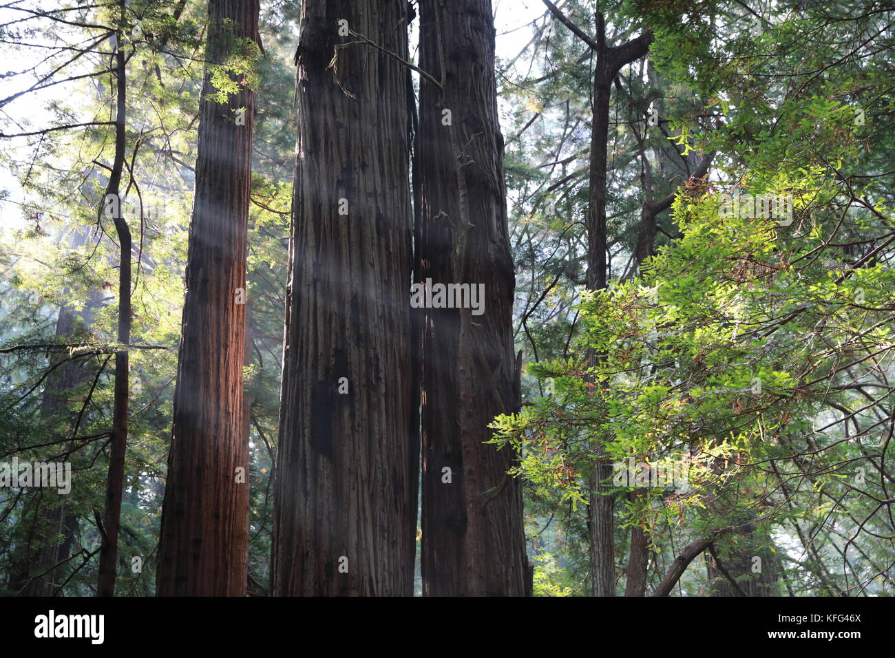 Redwoods National Park, California, USA Stock Photo - Alamy