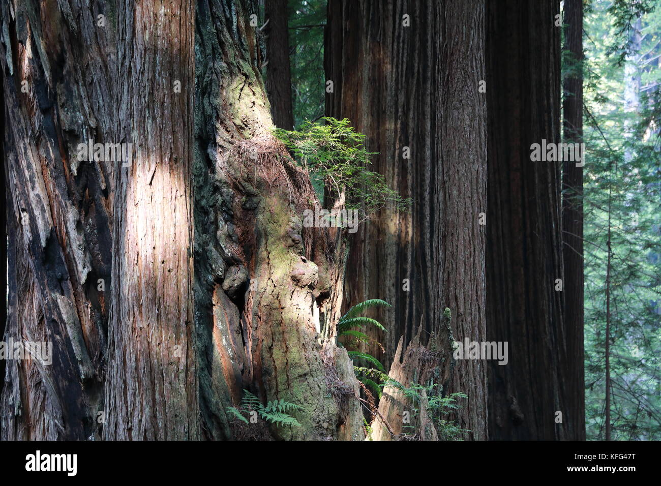 Redwoods National Park, California, USA Stock Photo - Alamy