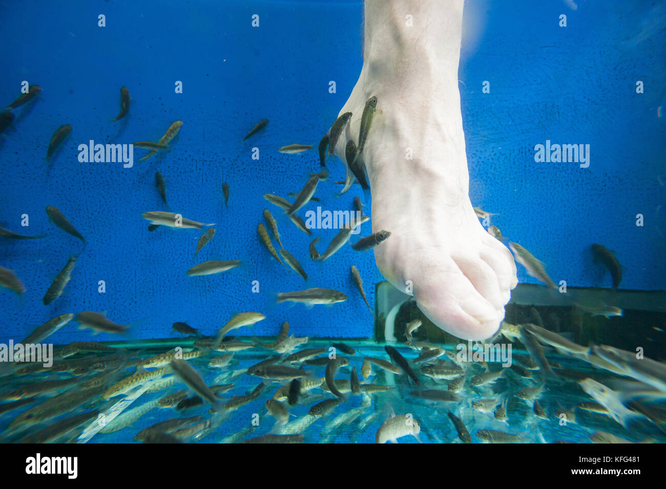 Tourists enjoy a "fish massage" (pedicure) in southeast Asia Stock ...